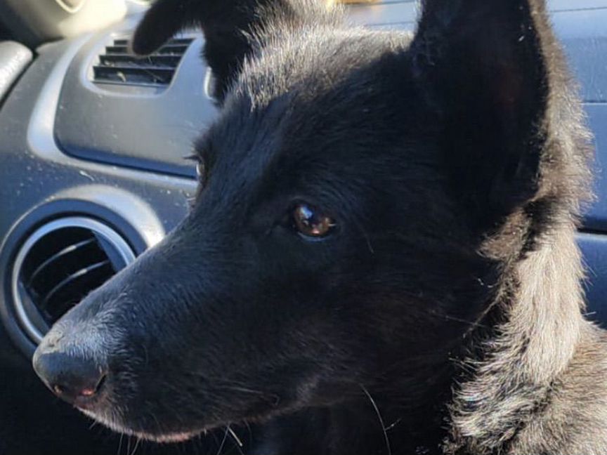 Собака в добрые руки