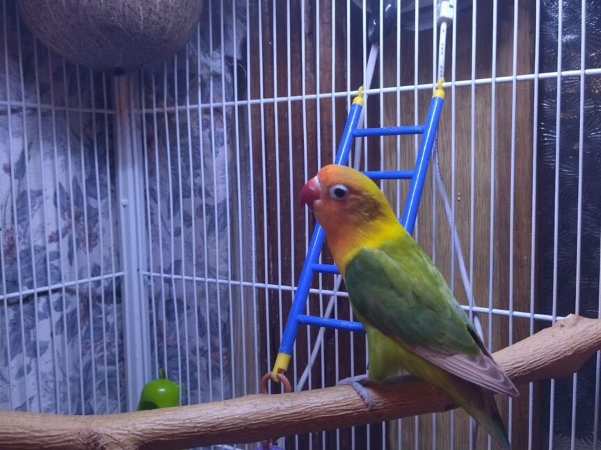 Попугай неразлучник "Фишера"