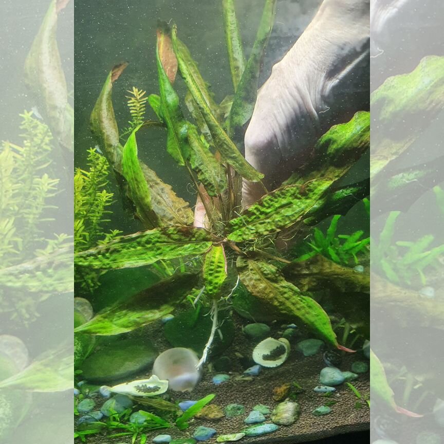 Криптокарина