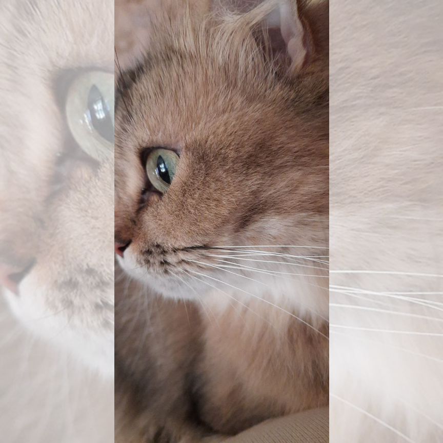 Шотландская кошка ищет жениха