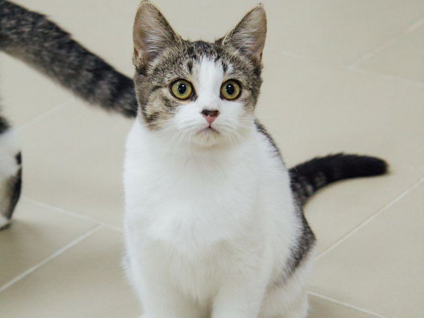 Кошечка ждёт семью