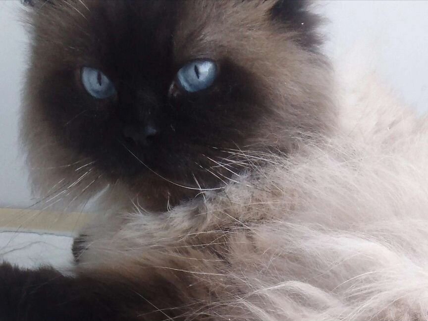 Невская маскарадная