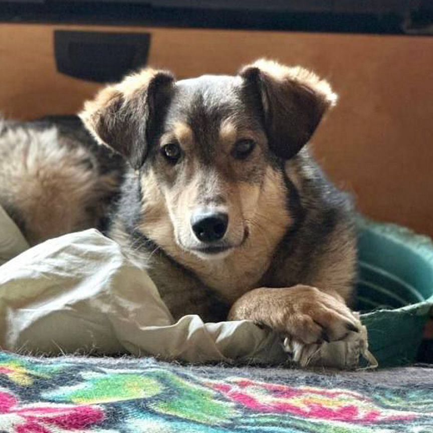 Взрослый пёс в добрые руки