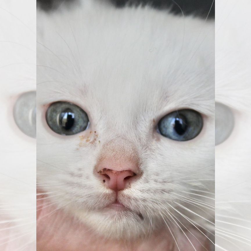 Курильский бобтейл длинношёрстный котёнок