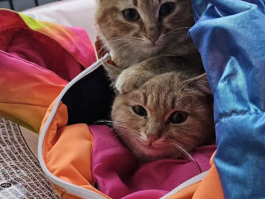 Котята в добрые руки бесплатно