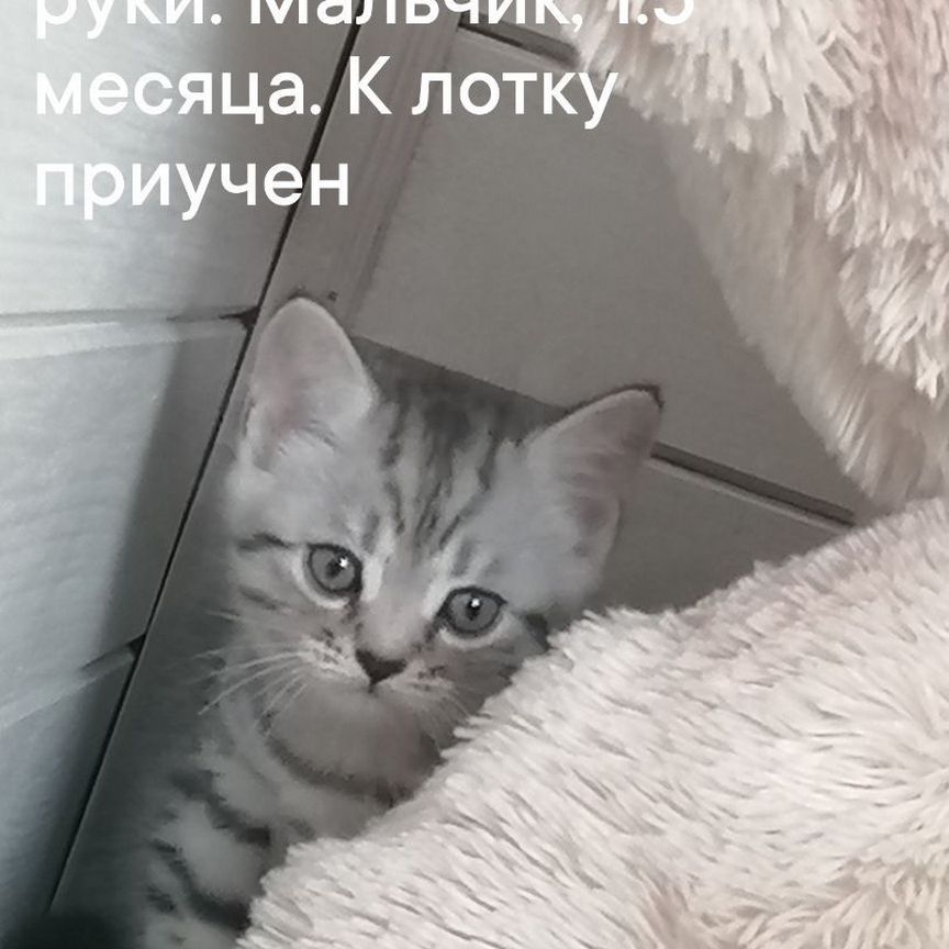 Котята 1.5 месяца