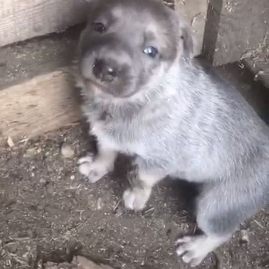 Щенок в добрые руки