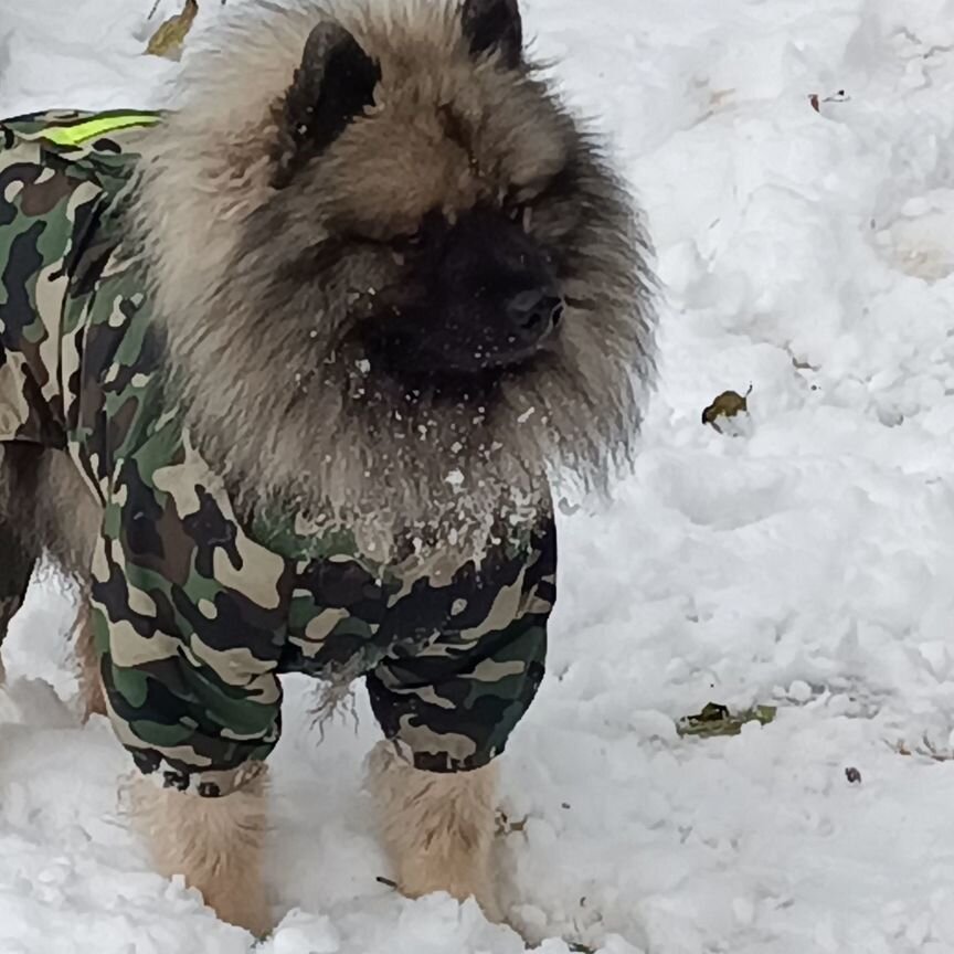 Кеесхонд (немецкий вольфшпиц)