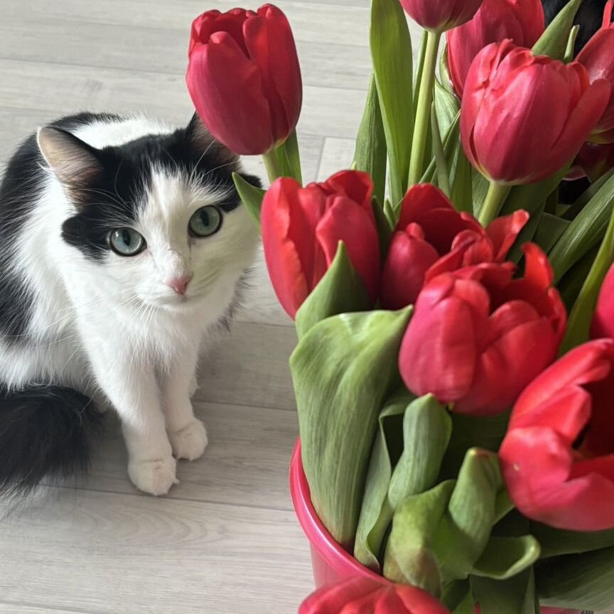 Взрослая, кошка в добрые руки