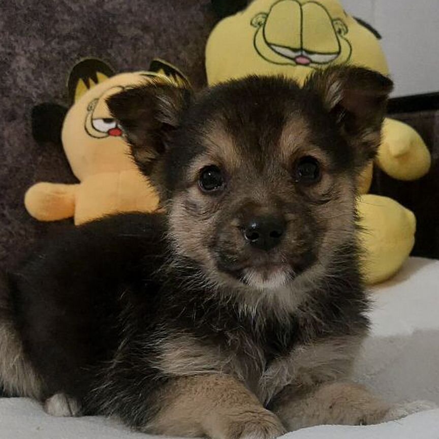 Щенок в добрые руки