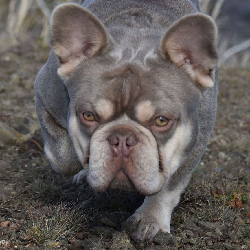 Французский бульдог, взрослый пёс