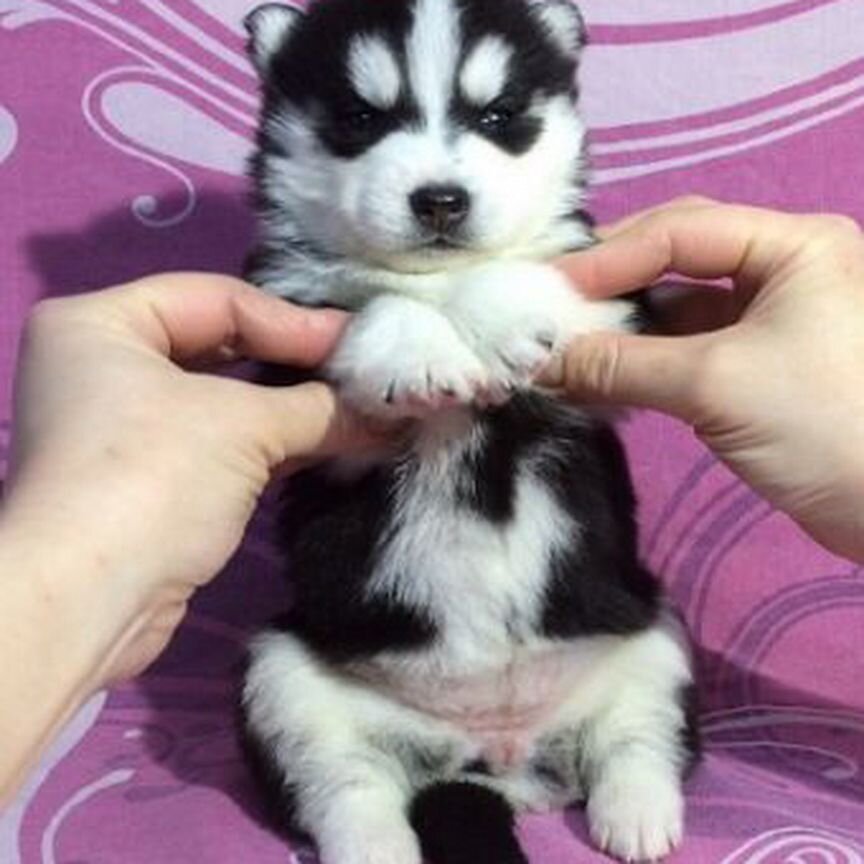 Красавчики хасятки