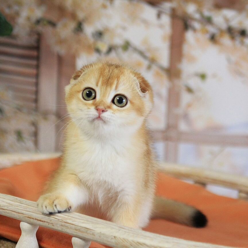 Фолд Девочка