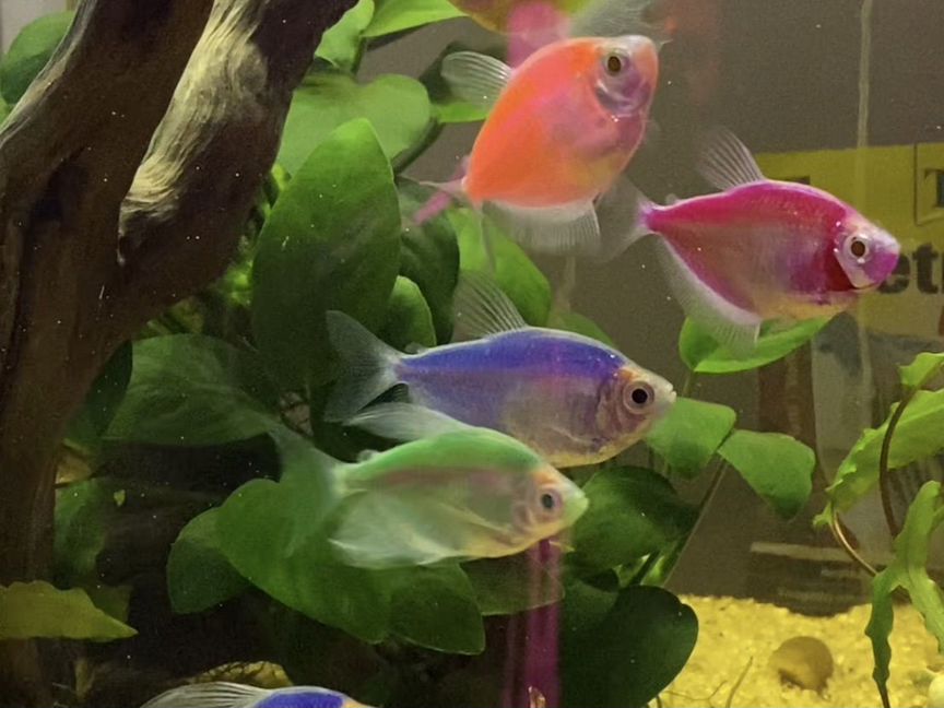 Тернеция гло рыбки