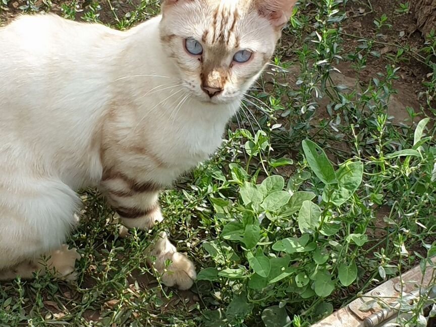 Кошка бенгалка в семью