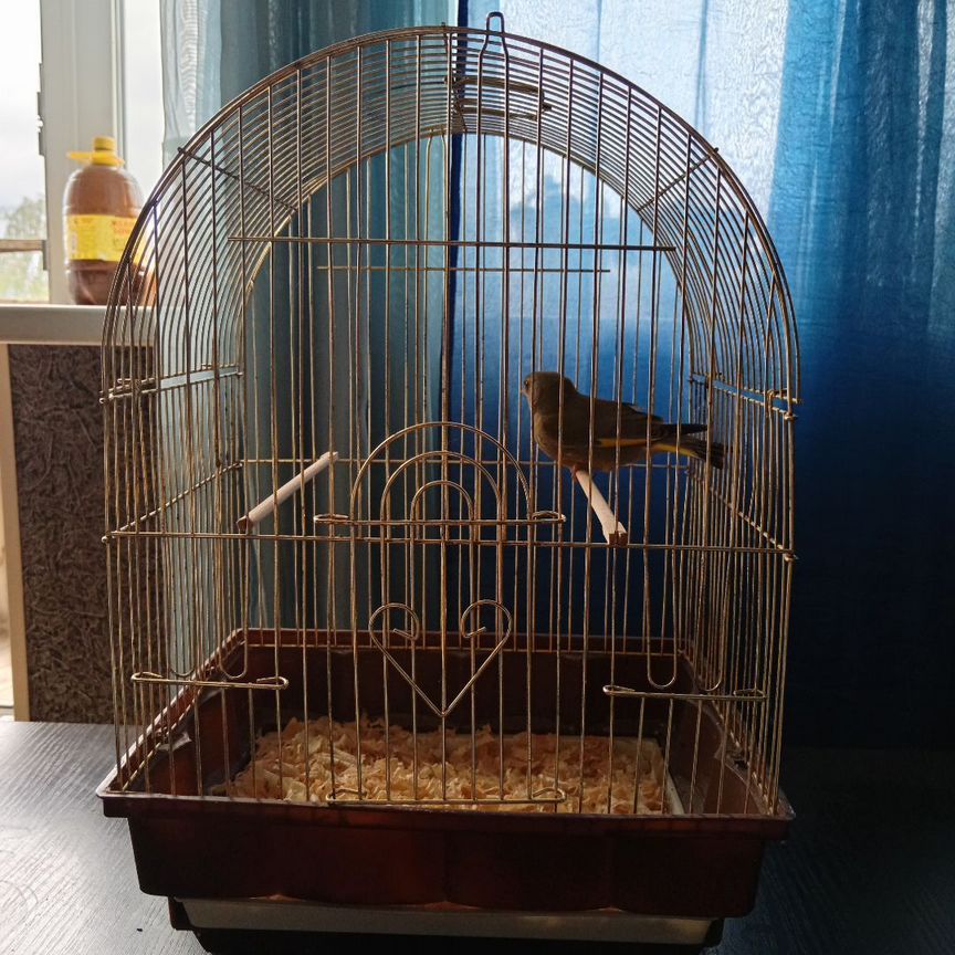 Клетка с птицой