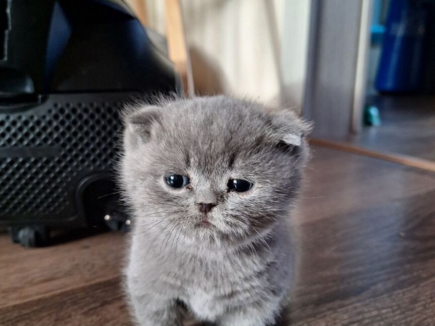 Шотландский вислоухий котенок