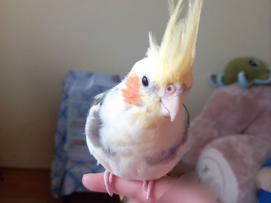 Попугай корелла девочка