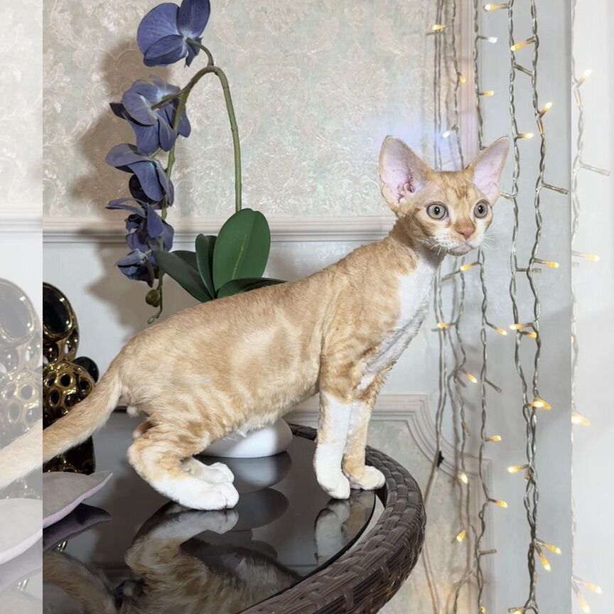 Девон-рекс котёнок