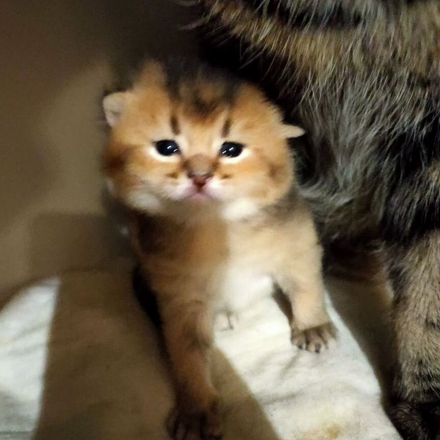 Шотландский вислоухий короткошёрстный котёнок