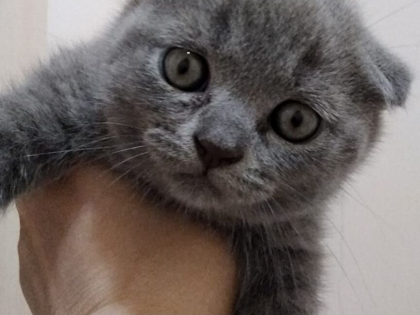 Шотландский вислоухий котенок
