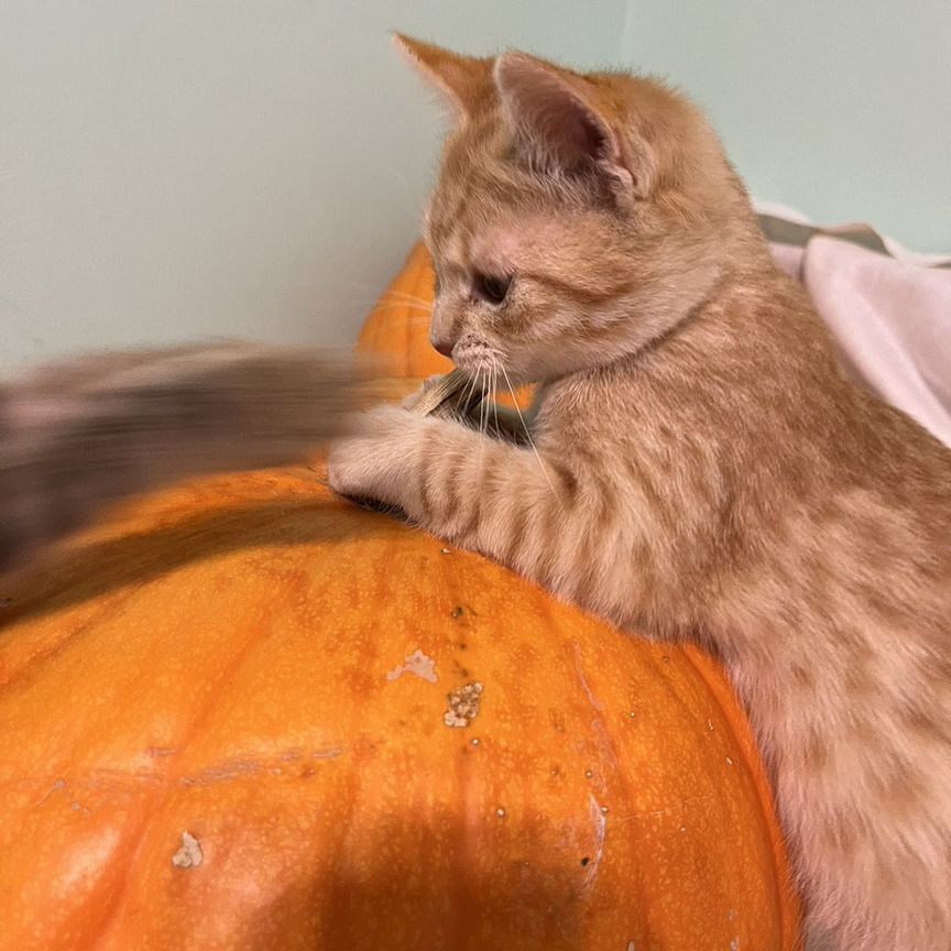 Котенок в добрые руки