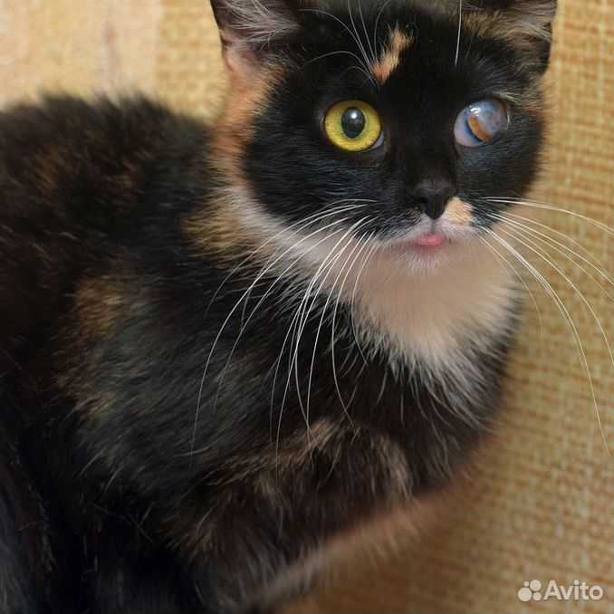 Яшма ищет дом