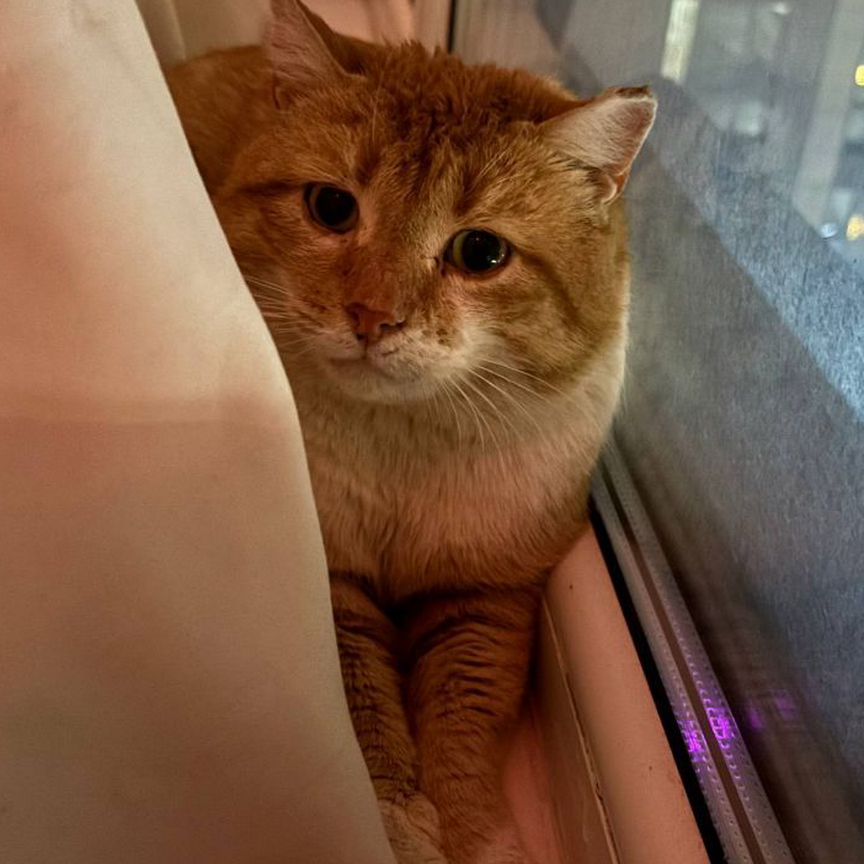 Взрослый кот в добрые руки