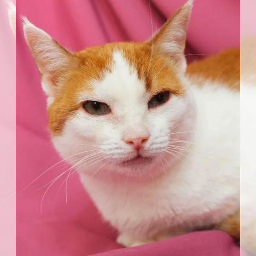 Европейская короткошёрстная кошка, взрослая