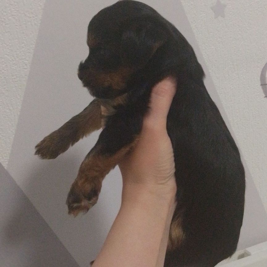 Йоркширский терьер, щенок