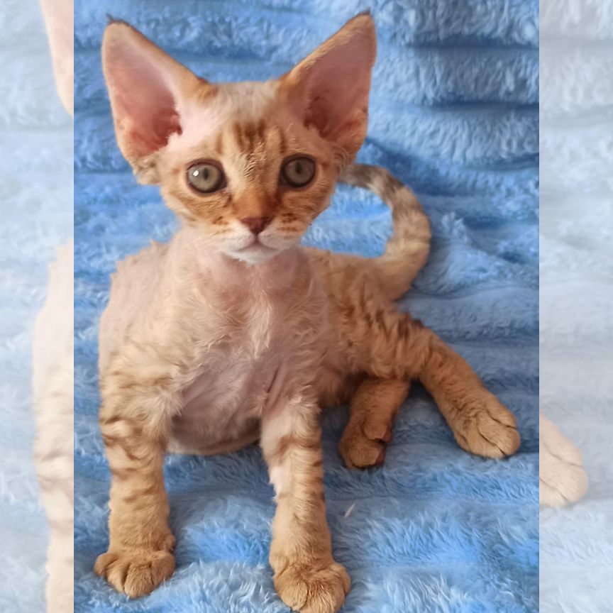 Котёнок девон рекс