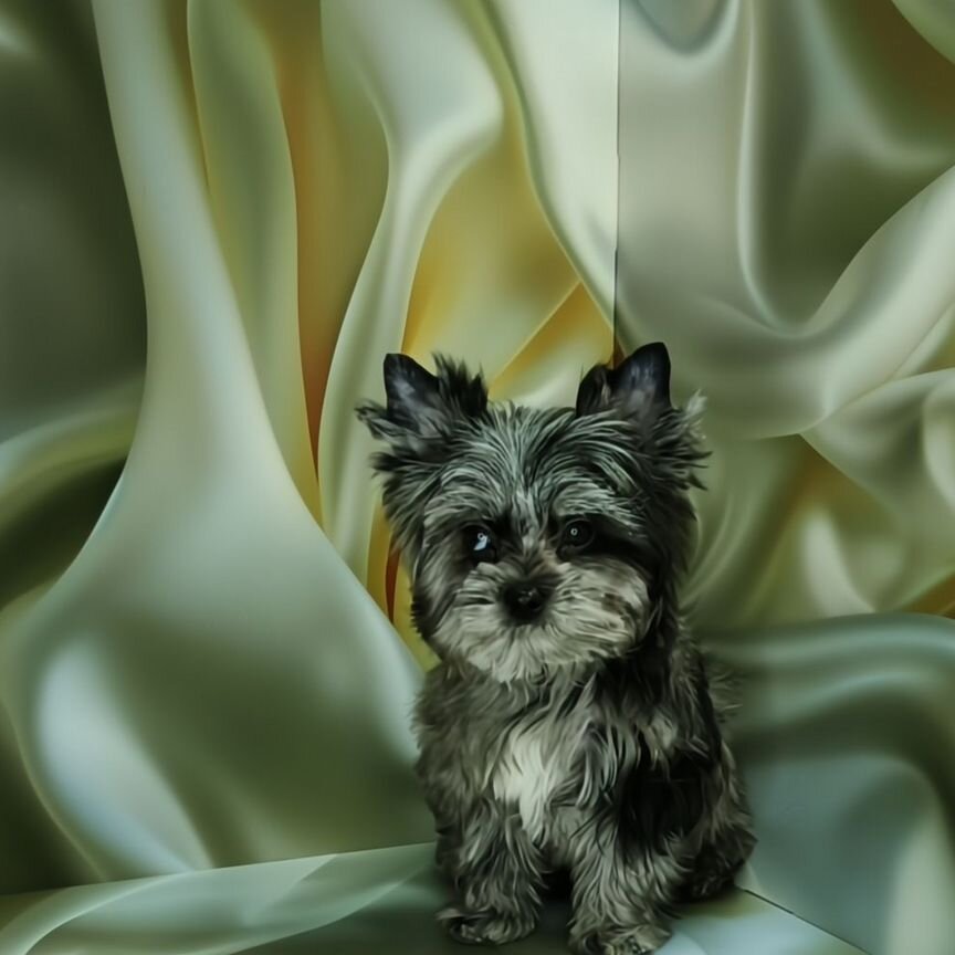 Йоркширский терьер, щенок