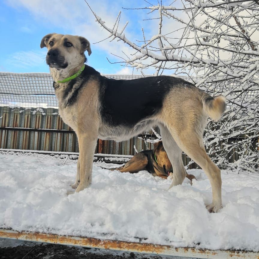 Зара в добрые руки