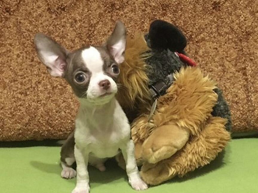 Продажа щенка