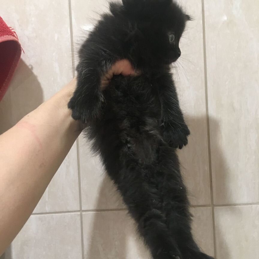 Сибирские Котята,девочки