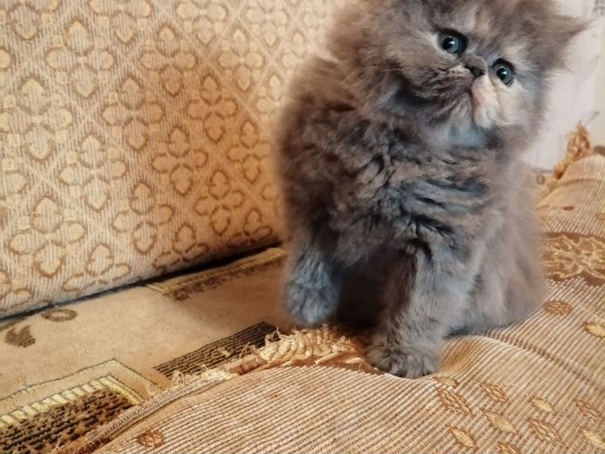 Персидская