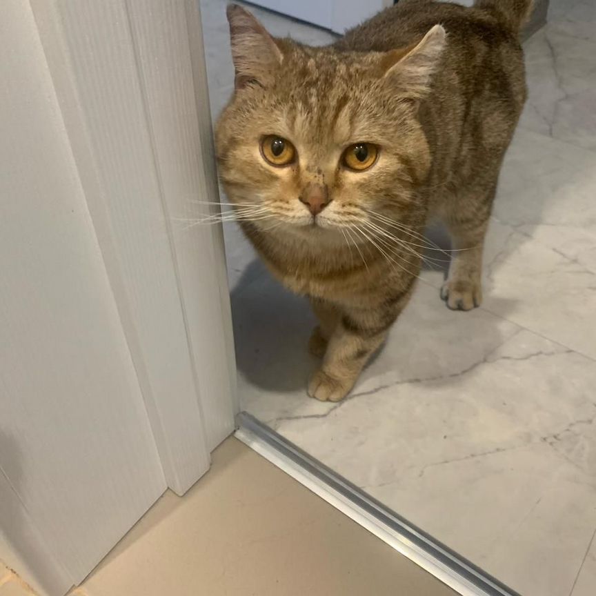 Шотландец ответственным людям