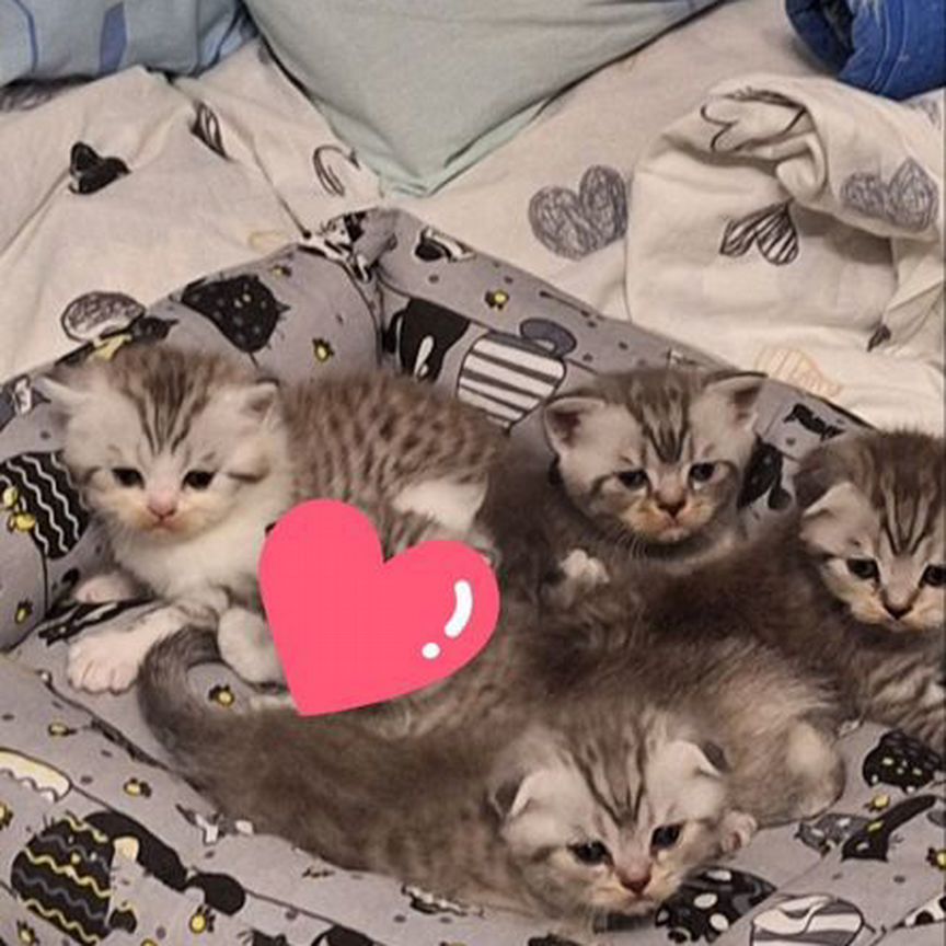 Британские котята