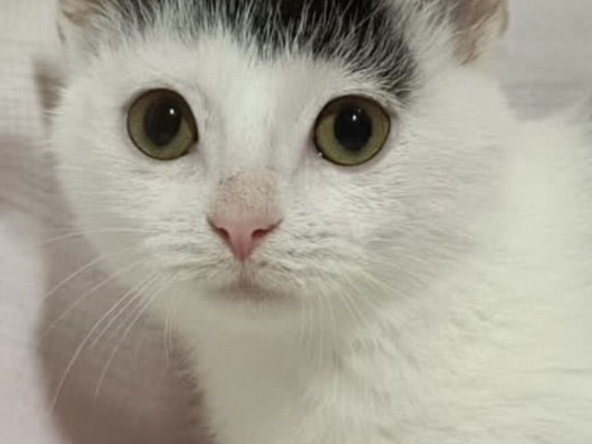 Котенок кот как Японский бобтейл в добрые руки