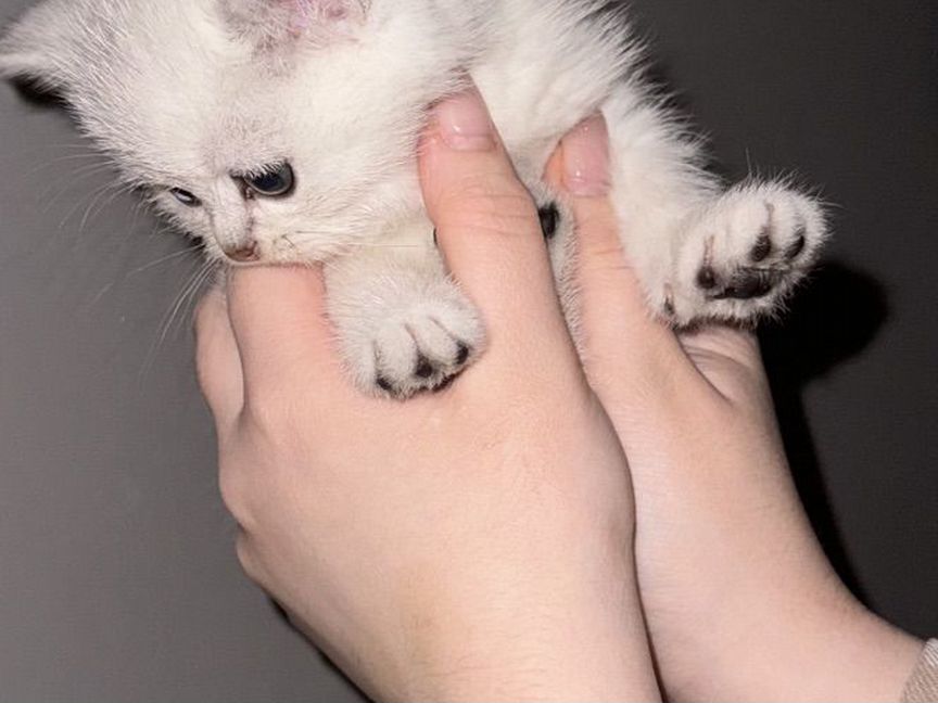 Серебристая шиншилла котята