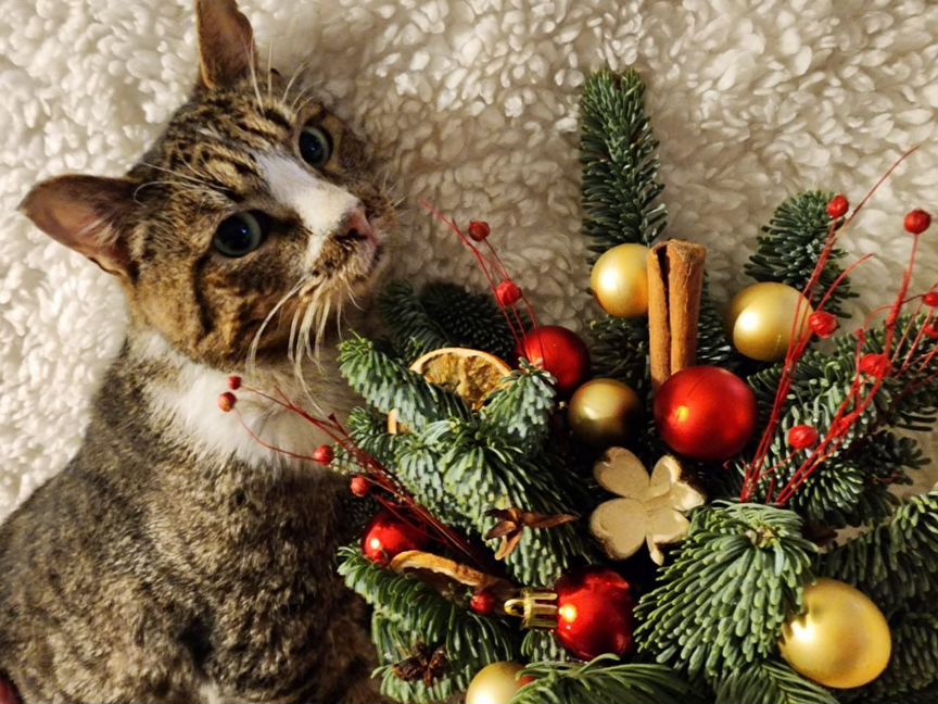 Кот Виктор ищет дом