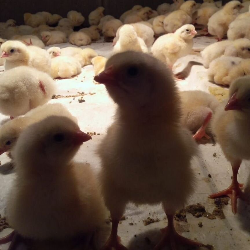 Молодняк с/ х пица