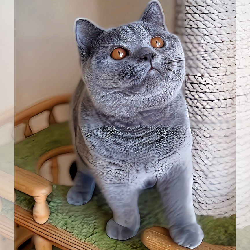 Британский короткошёрстный котёнок
