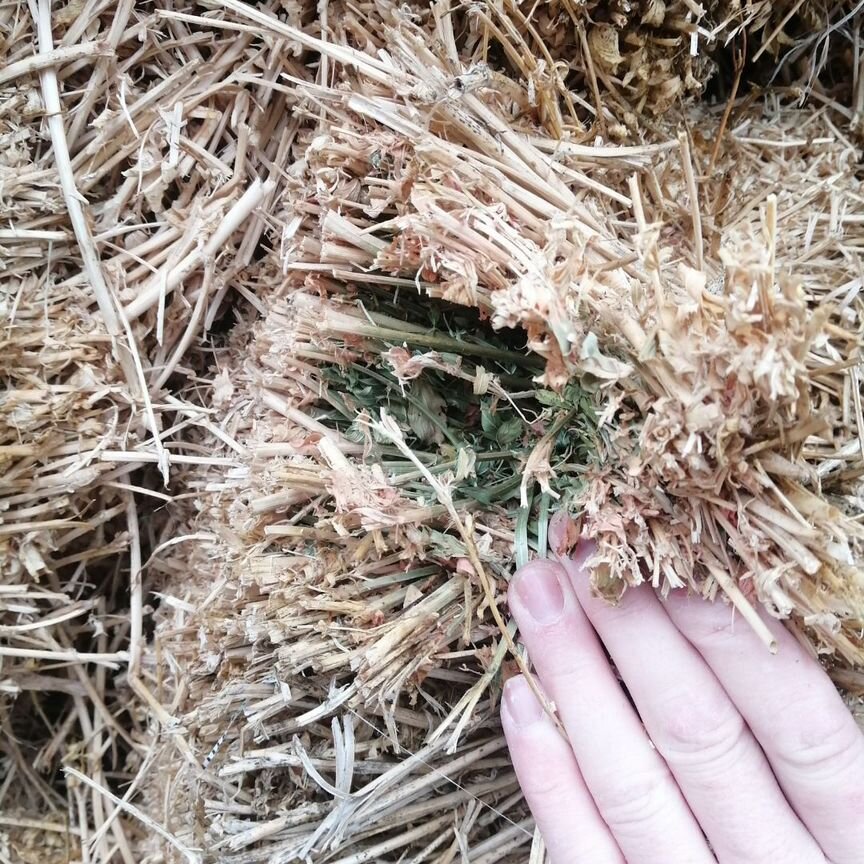 Сено люцерны в тюках