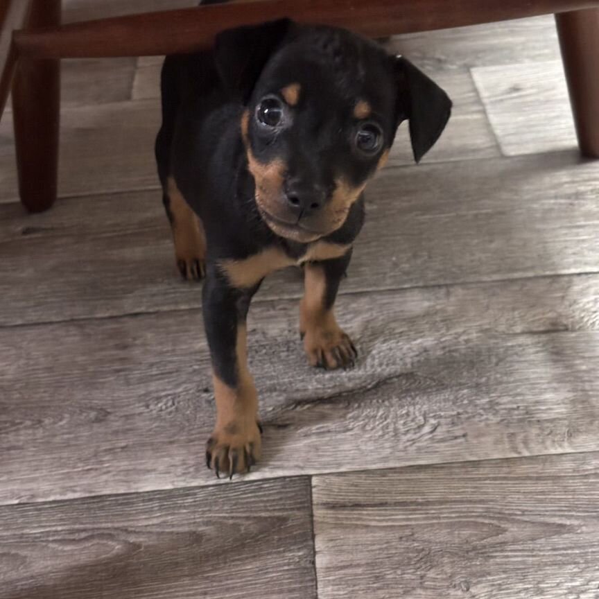 Щенки тойтерьера