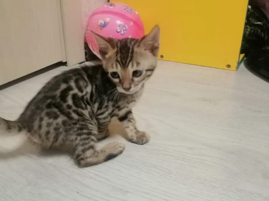 Бенгальские котята