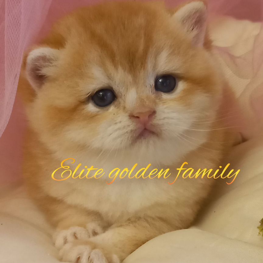 Британский короткошёрстный котёнок