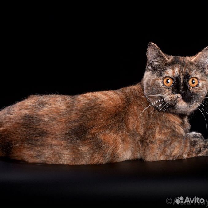 Британочка -счастье в дом