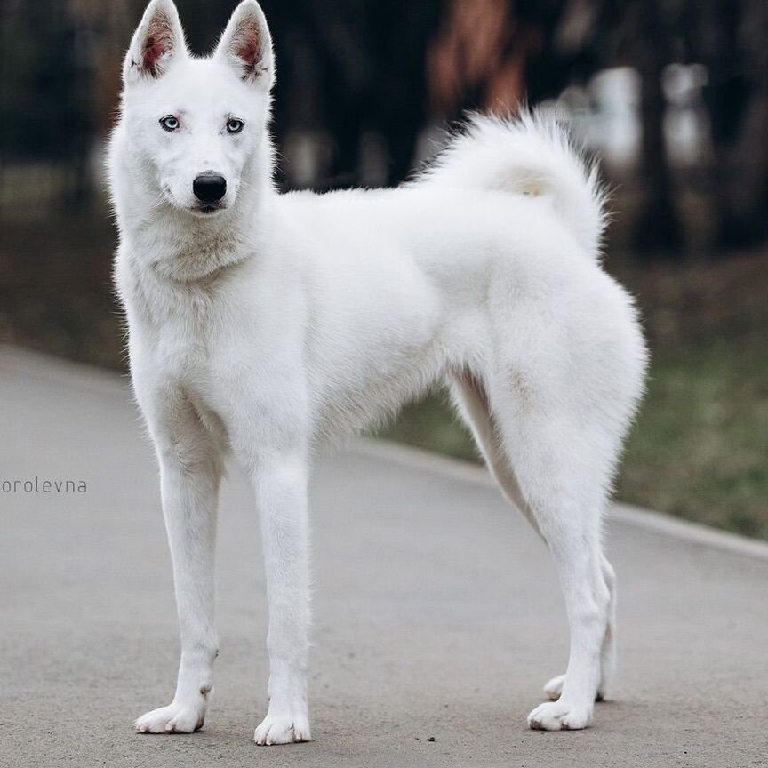 Сибирский хаски, взрослая собака