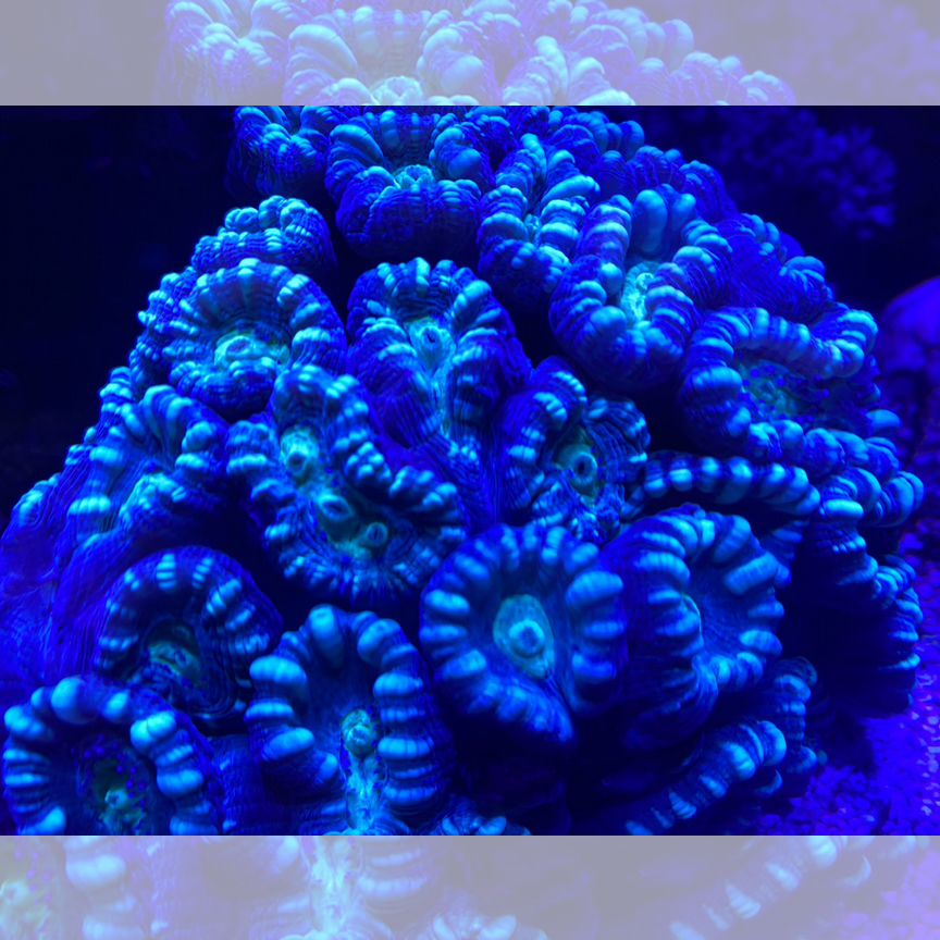 Коралл Goniopora